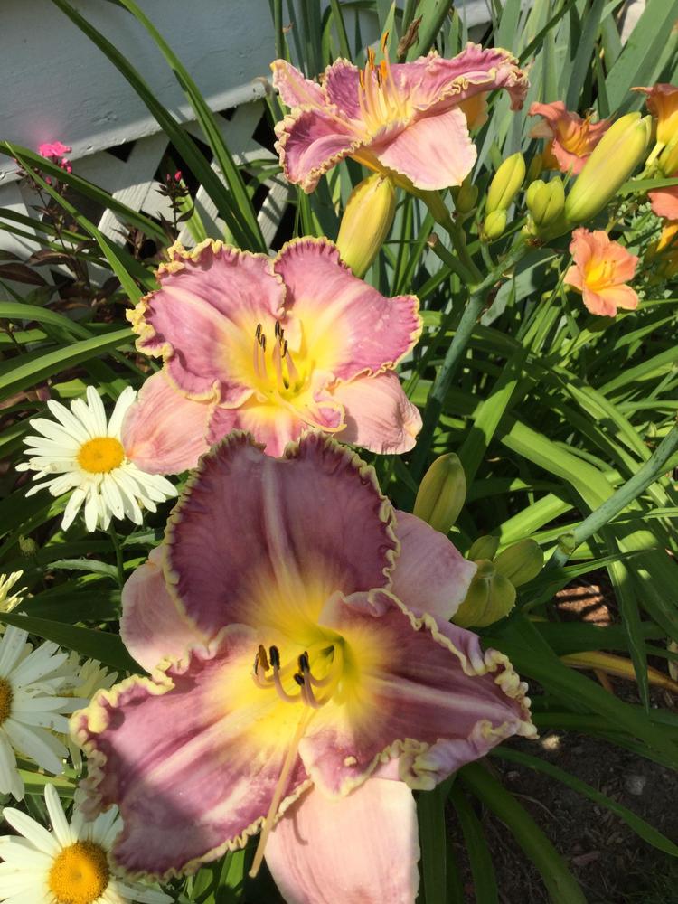 Photo of the bloom of Daylily (Hemerocallis 'Raspberry Eclipse') posted ...