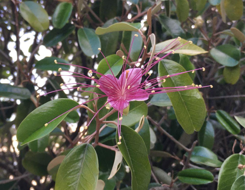 Photo of the bloom of Jamaican Capertree (Quadrella cynophallophora ...
