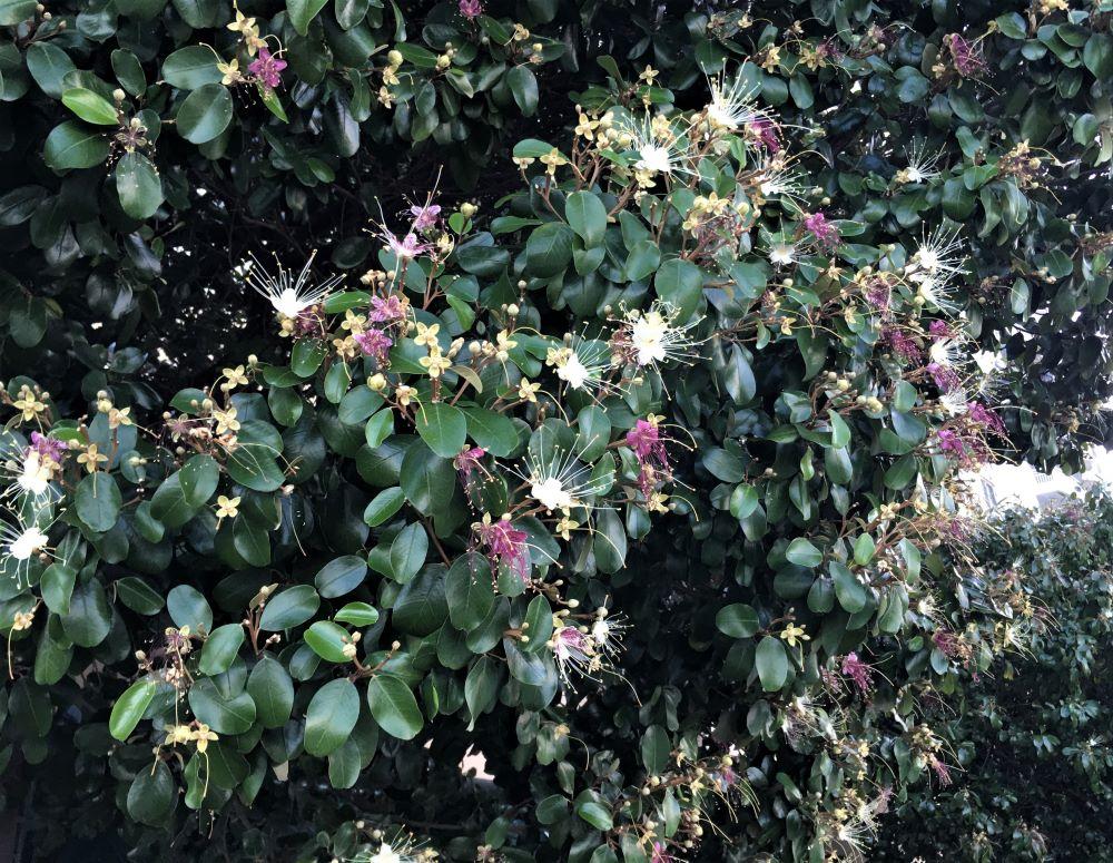 Jamaican Capertree (Quadrella cynophallophora) - Garden.org