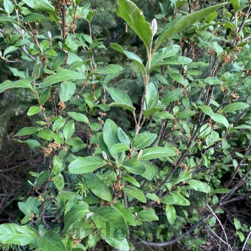 Canada Buffaloberry (Shepherdia canadensis) - Garden.org