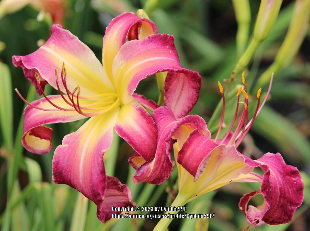Photo of the bloom of Daylily (Hemerocallis 'Raspberry Grin') posted by ...