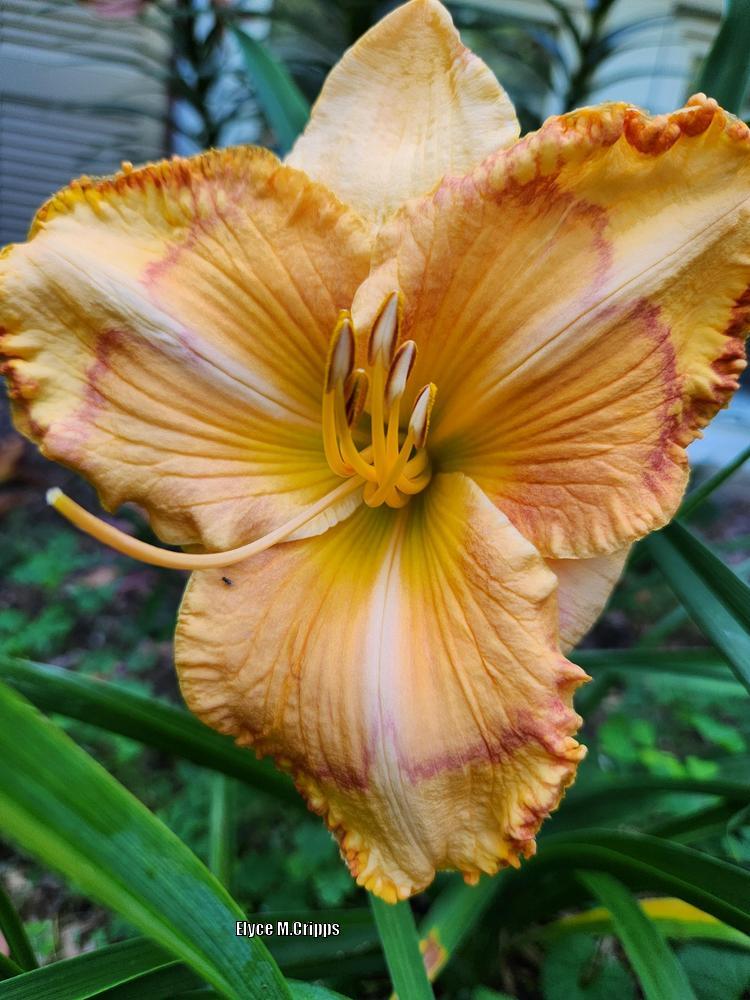 Photo of the bloom of Daylily (Hemerocallis 'MeMe's Signature Color ...