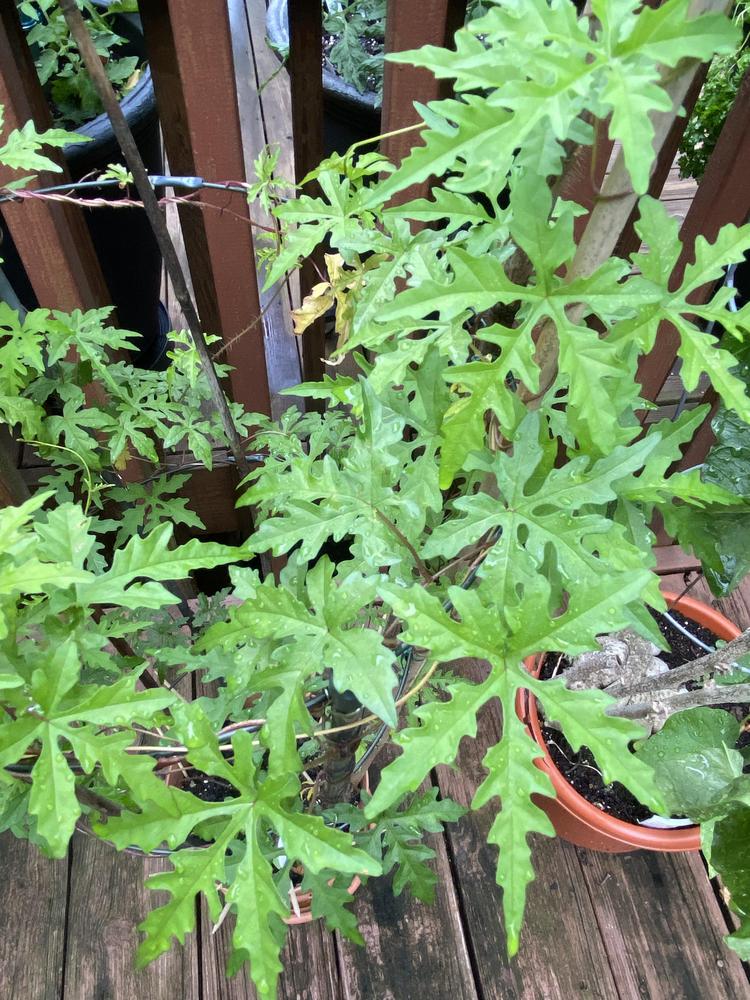 Photo of the entire plant of Alamo Vine (Distimake dissectus) posted by ...