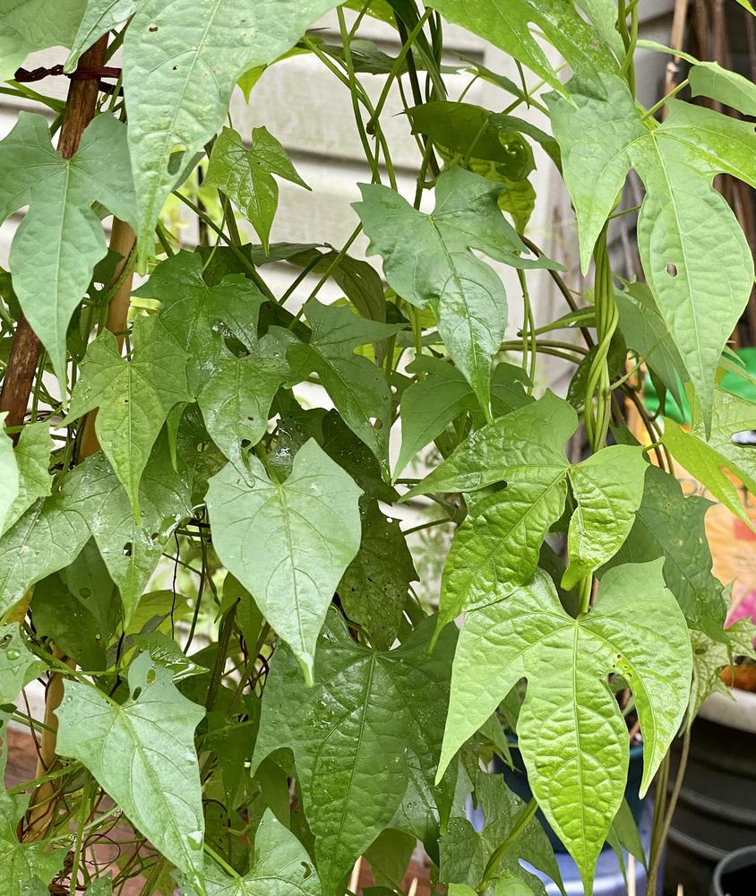 Photo of the leaves of Bat Flower (Ipomoea neei) posted by Gerris2 ...