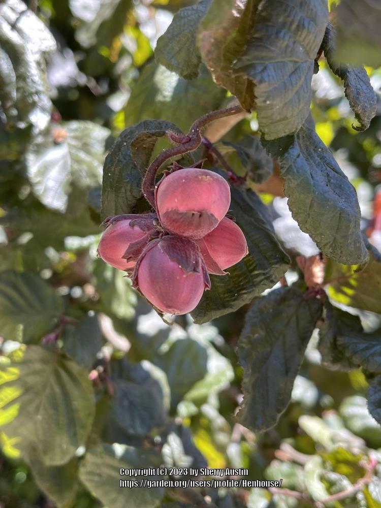 European Hazel (Corylus avellana 'Red Majestic') - Garden.org