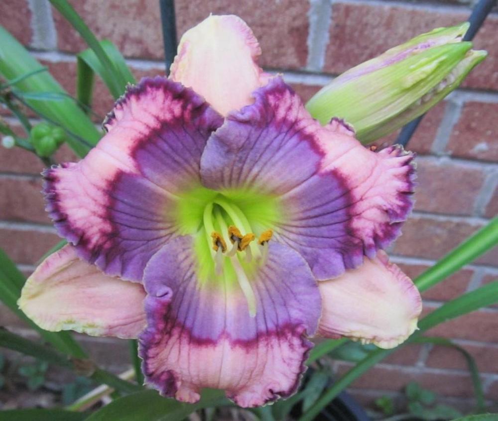Photo of the bloom of Daylily (Hemerocallis 'Blue Wrangler') posted by ...