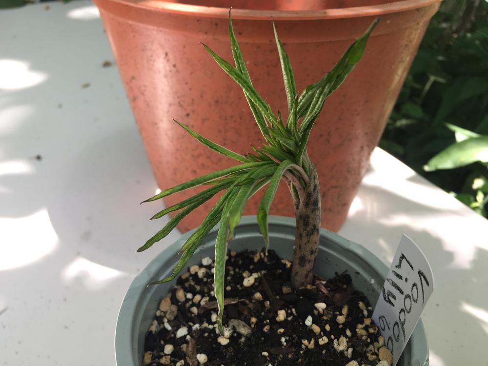 Photo of the emerging growth of Voodoo Lily (Amorphophallus konjac ...