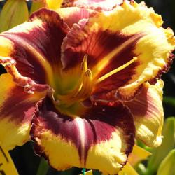 Daylily (Hemerocallis 'First Encounter') in the Daylilies Database - Garden.org