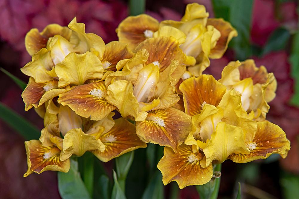 Photo of the bloom of Miniature Dwarf Bearded Iris (Iris 'Little Mohee ...