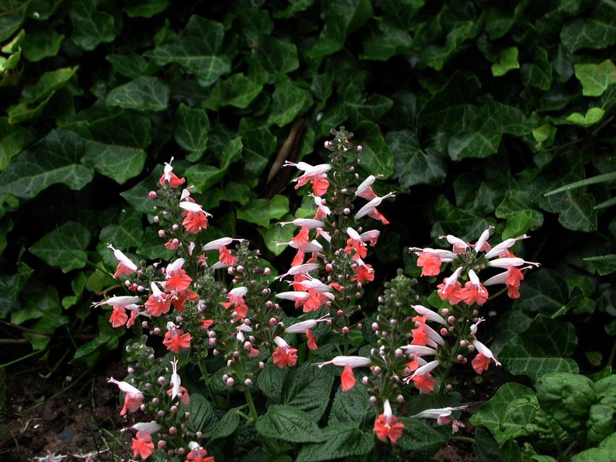 Salvia (Salvia coccinea 'Cherry Blossom') in the Salvias Database ...