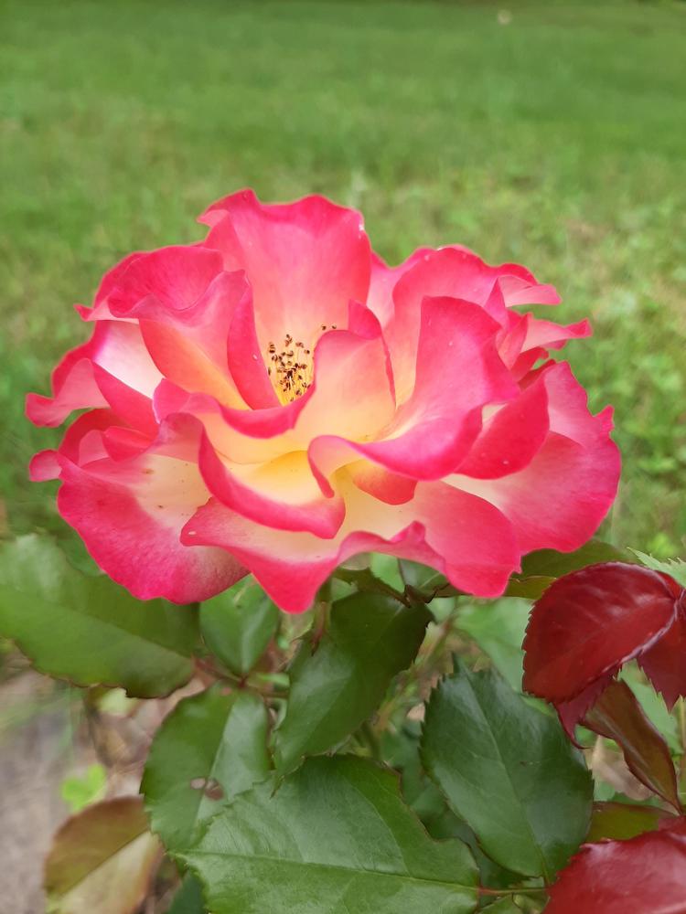 Photo of the bloom of Rose (Rosa 'True Sincerity') posted by pixie62560 ...