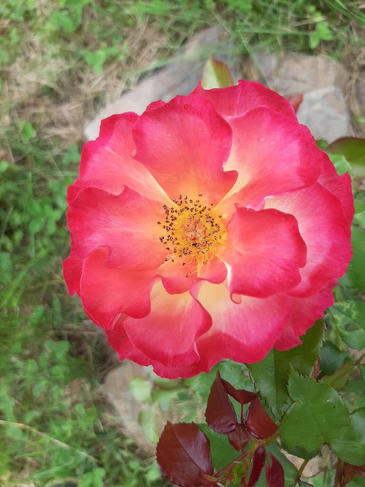Photo of the bloom of Rose (Rosa 'True Sincerity') posted by pixie62560 ...