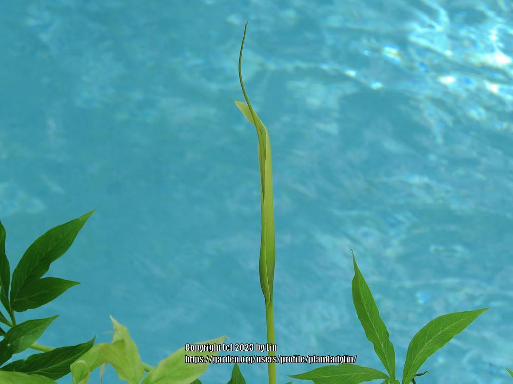 Photo of the bloom of Chinese Green Dragon (Pinellia pedatisecta ...