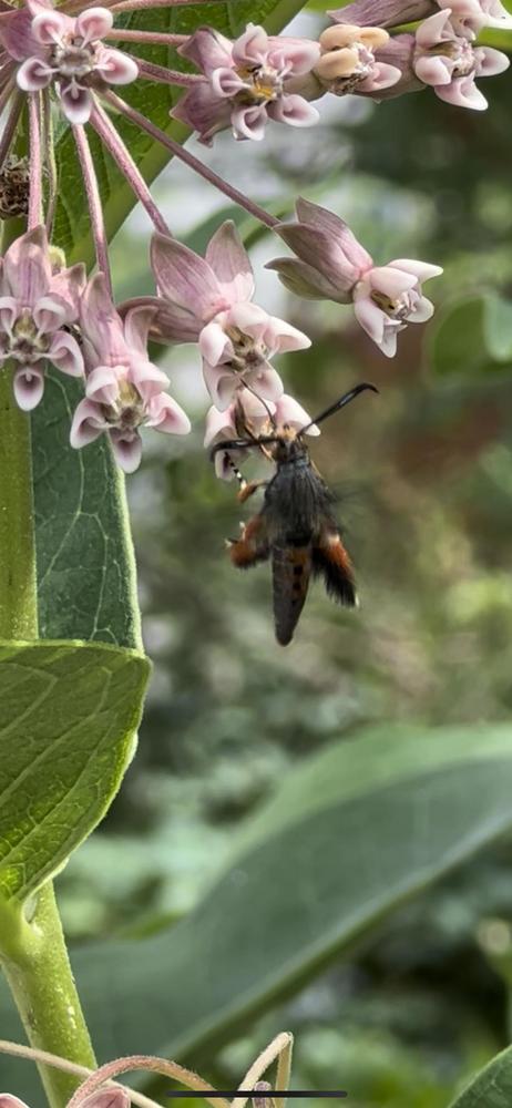 Fluffy black and orange wasp-like pollinator in the Insect and Bug ID ...