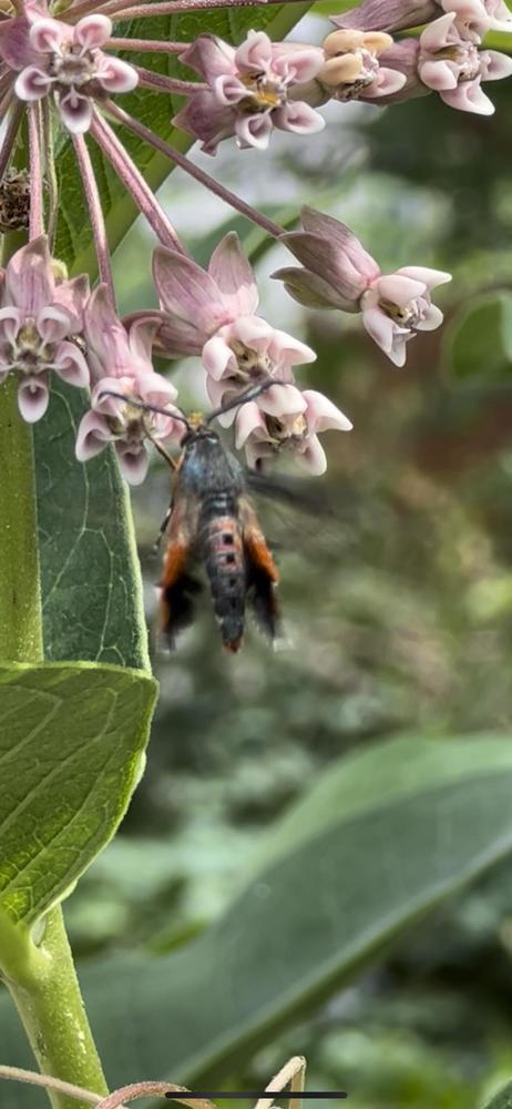 Fluffy black and orange wasp-like pollinator in the Insect and Bug ID ...