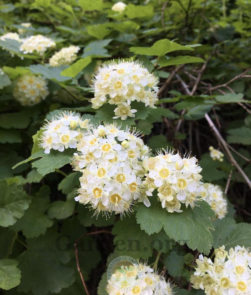 Photo of the bloom of Mallow Ninebark (Physocarpus malvaceus) posted by ...