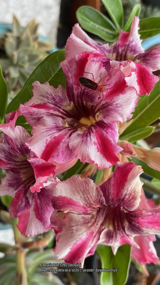 Photo of the bloom of Desert Rose (Adenium obesum 'Tavee Sap') posted ...