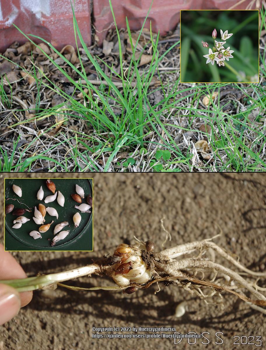 Fragrant False-Garlic (Nothoscordum gracile) - Garden.org