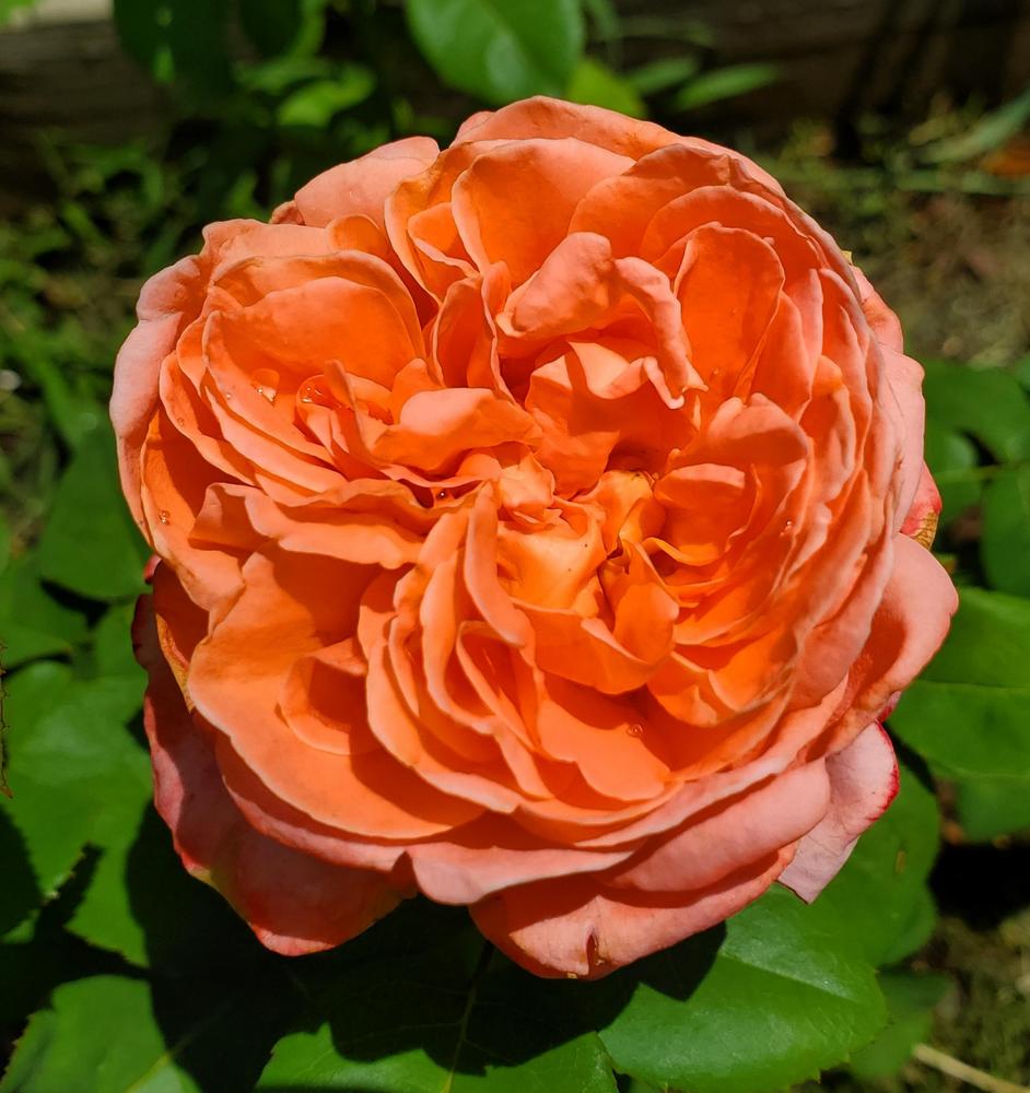 Photo of the bloom of Rose (Rosa 'Mademoiselle Meilland') posted by ...