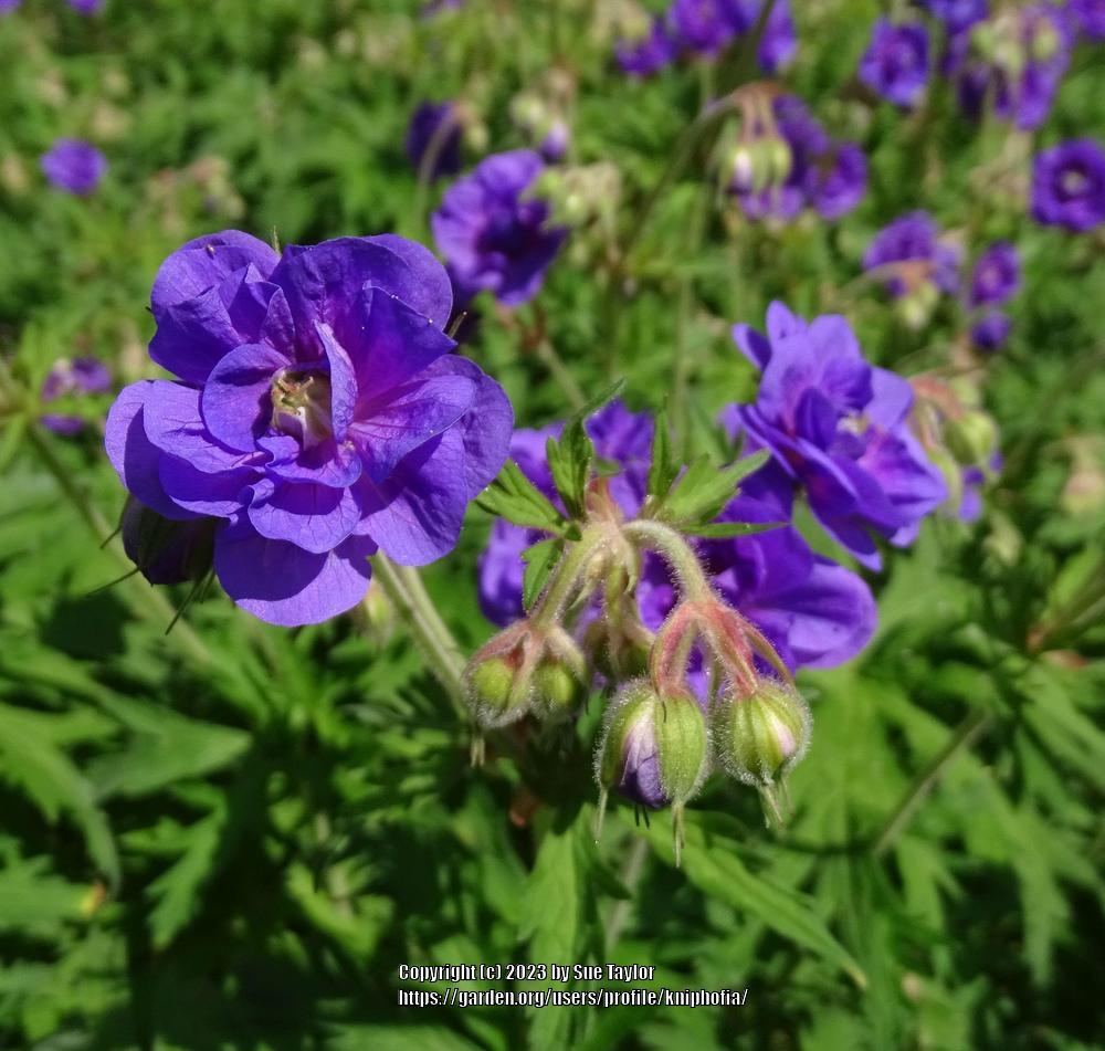 Himalayan Geranium (Geranium himalayense 'Plenum') in the Geraniums ...