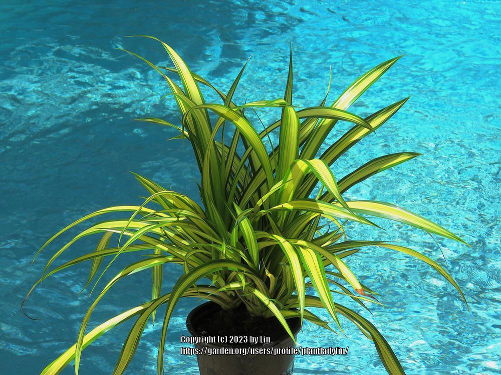 Photo of the entire plant of Variegated Dwarf Pandanus (Pandanus ...