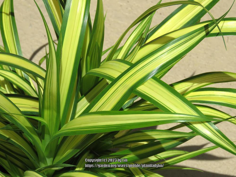 Photo of the leaves of Variegated Dwarf Pandanus (Pandanus tectorius ...