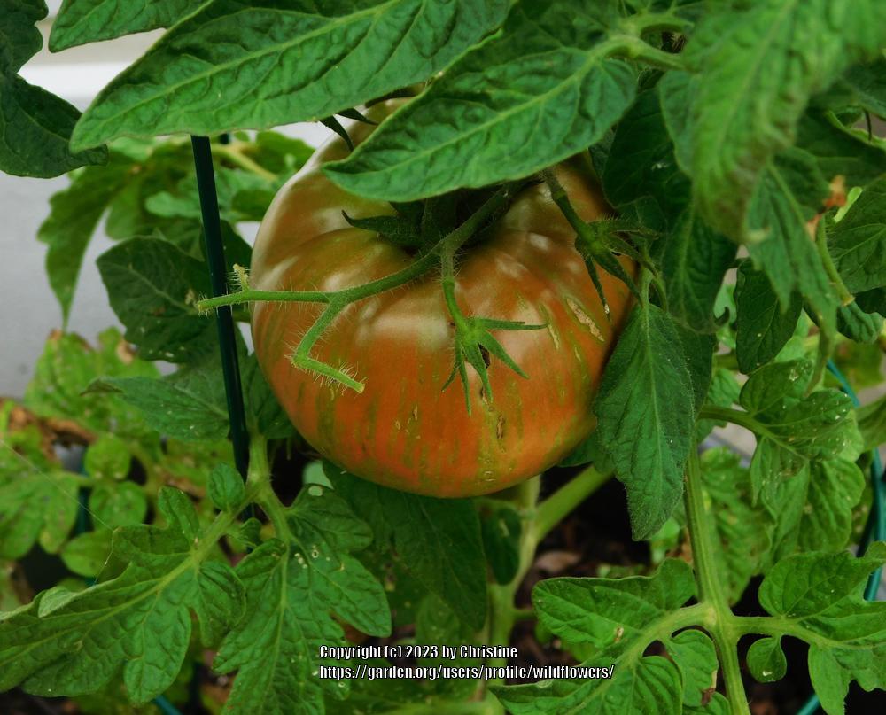 Photo of the fruit of Tomato (Solanum lycopersicum 'Fred's Tie Dye ...