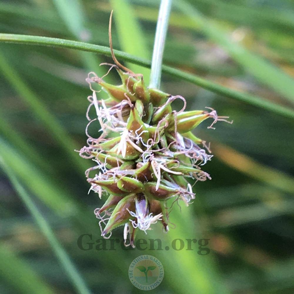Photo of the closeup of buds, sepals and receptacles of Hood's Sedge ...