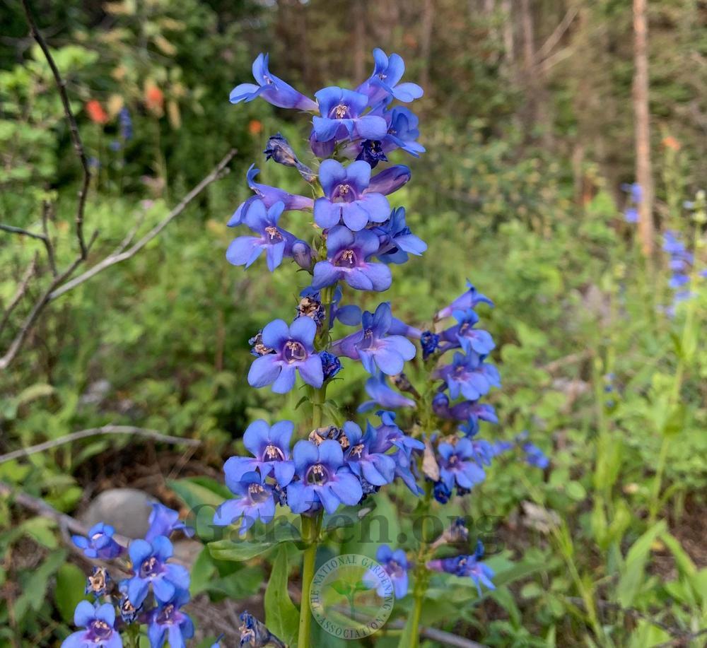 Photo of the bloom of Wasatch Beardtongue (Penstemon cyananthus var ...