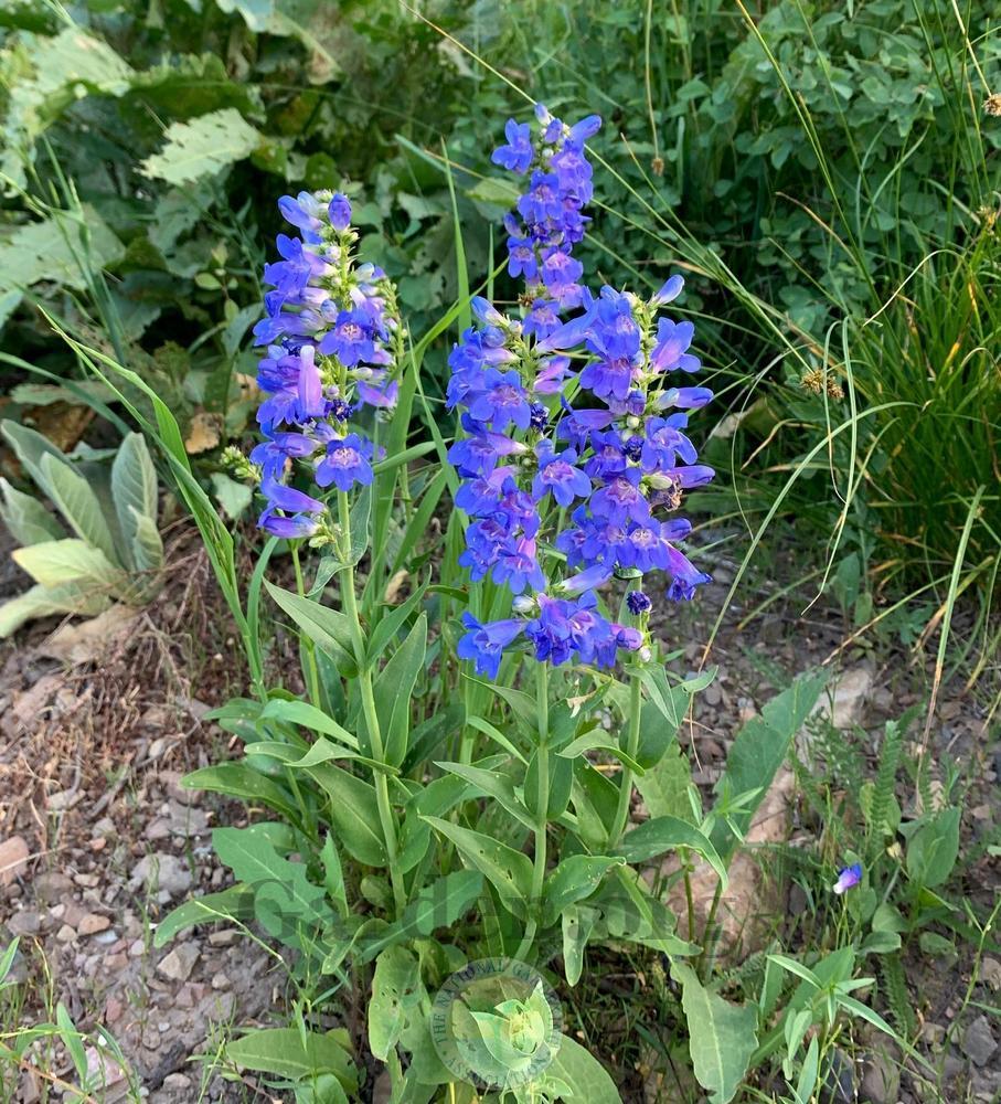 Photo of the entire plant of Wasatch Beardtongue (Penstemon cyananthus ...
