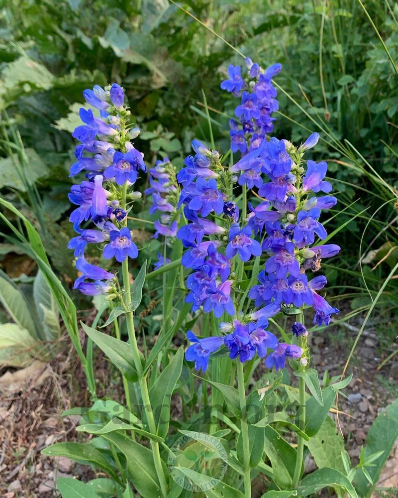 Photo of the bloom of Wasatch Beardtongue (Penstemon cyananthus var ...