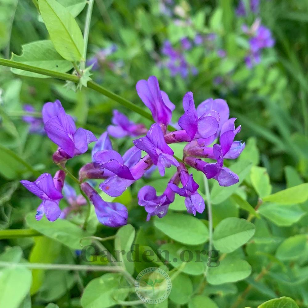 Photo of the bloom of American Vetch (Vicia americana var. americana ...