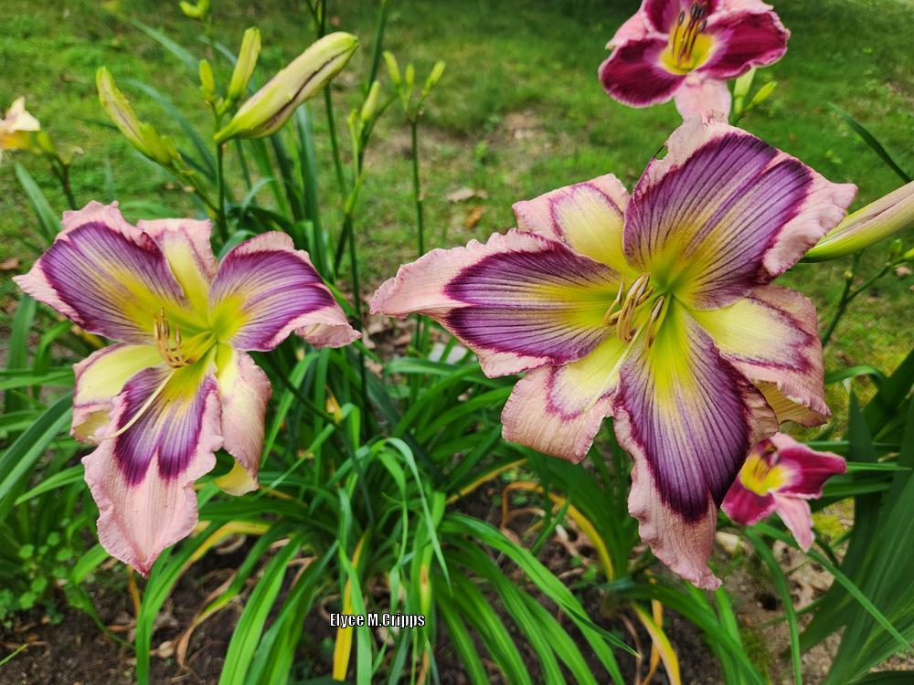 Photo of the entire plant of Daylily (Hemerocallis 'Exotic Starfish ...