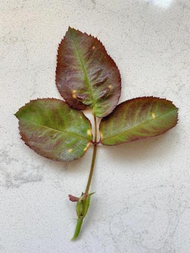 Rose Midge and Blind Shoots in the Roses forum - Garden.org