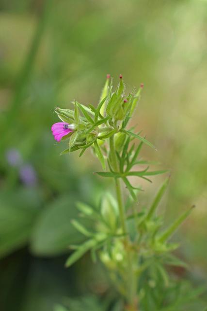 Photo of the bloom of Cut-Leafed Cranesbill (Geranium dissectum) posted ...