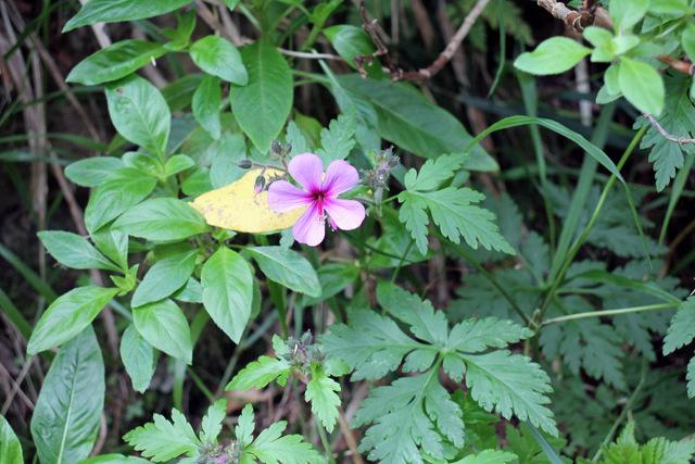 Photo of the entire plant of Canary Island Geranium (Geranium palmatum ...