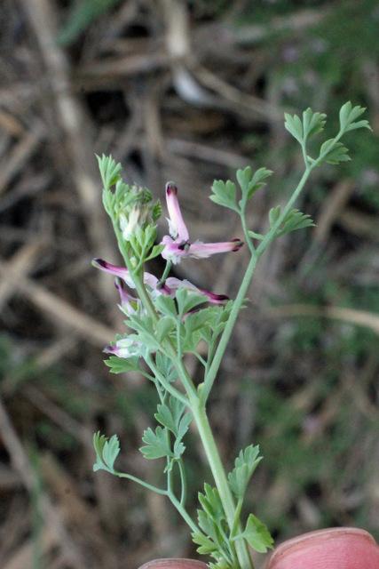 Photo of the bloom of Common Ramping Fumitory (Fumaria muralis) posted ...