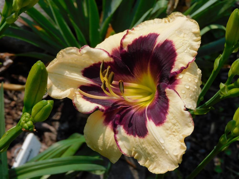 Photo of the bloom of Daylily (Hemerocallis 'Moussaka') posted by ...