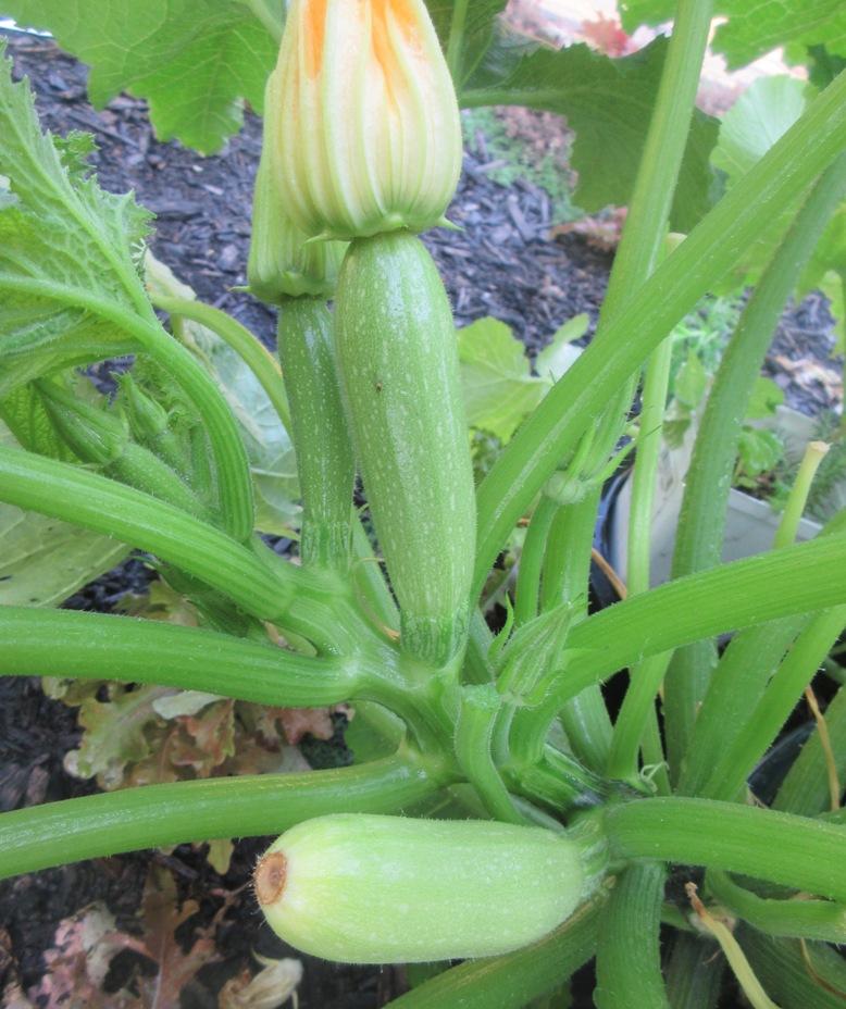 Photo of the fruit of Squash (Cucurbita pepo 'Cuarzo') posted by janelp ...