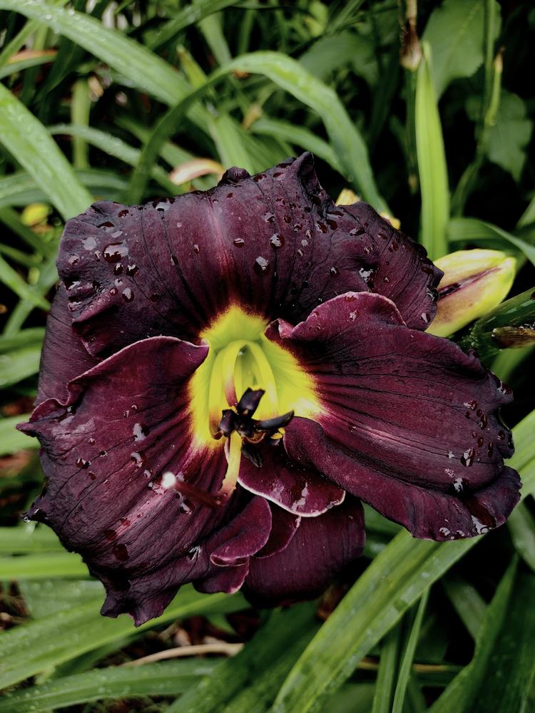 Photo of the bloom of Daylily (Hemerocallis 'Earl Porter') posted by ...