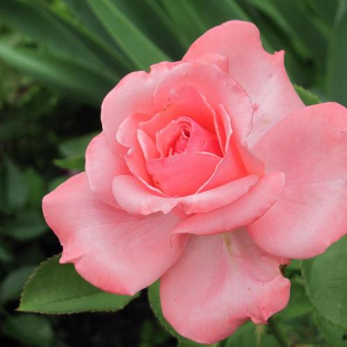 Rose (Rosa 'Canada Blooms') in the Roses Database - Garden.org