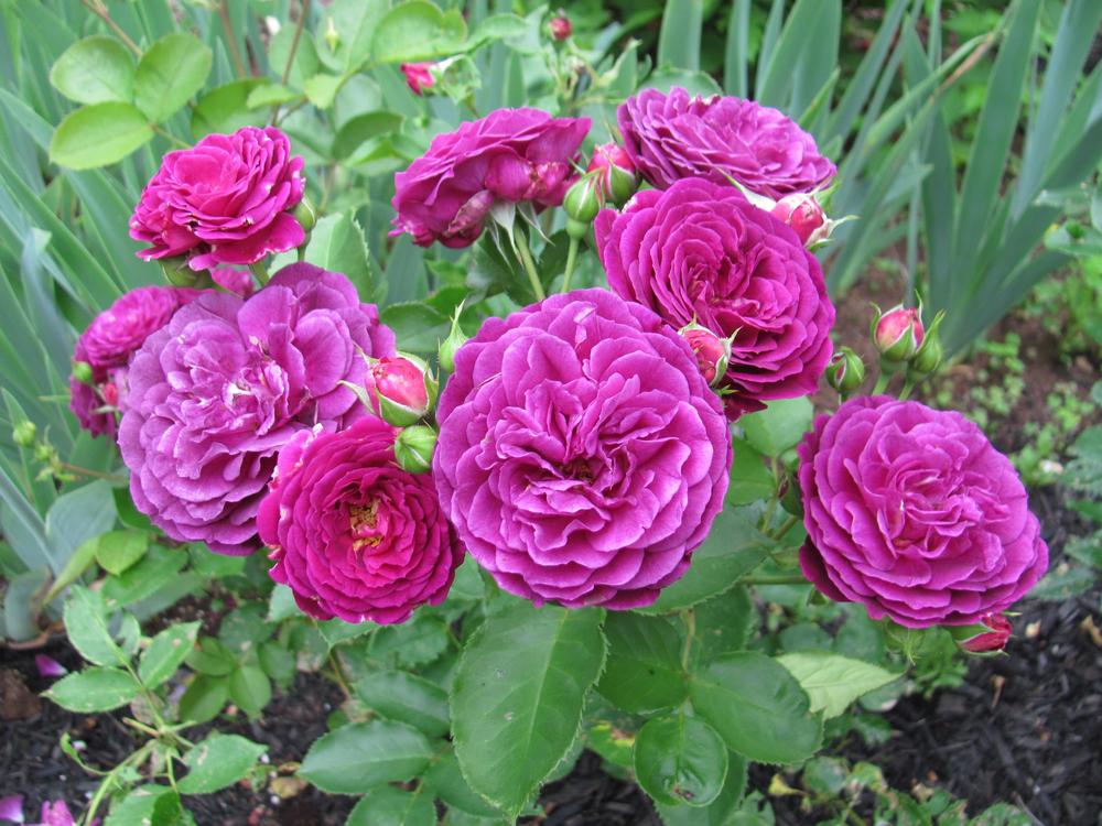 Photo of the entire plant of Rose (Rosa 'Ebb Tide') posted by ...