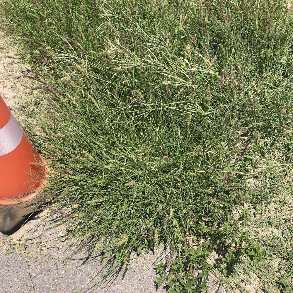 Buffelgrass (Cenchrus ciliaris) - Garden.org