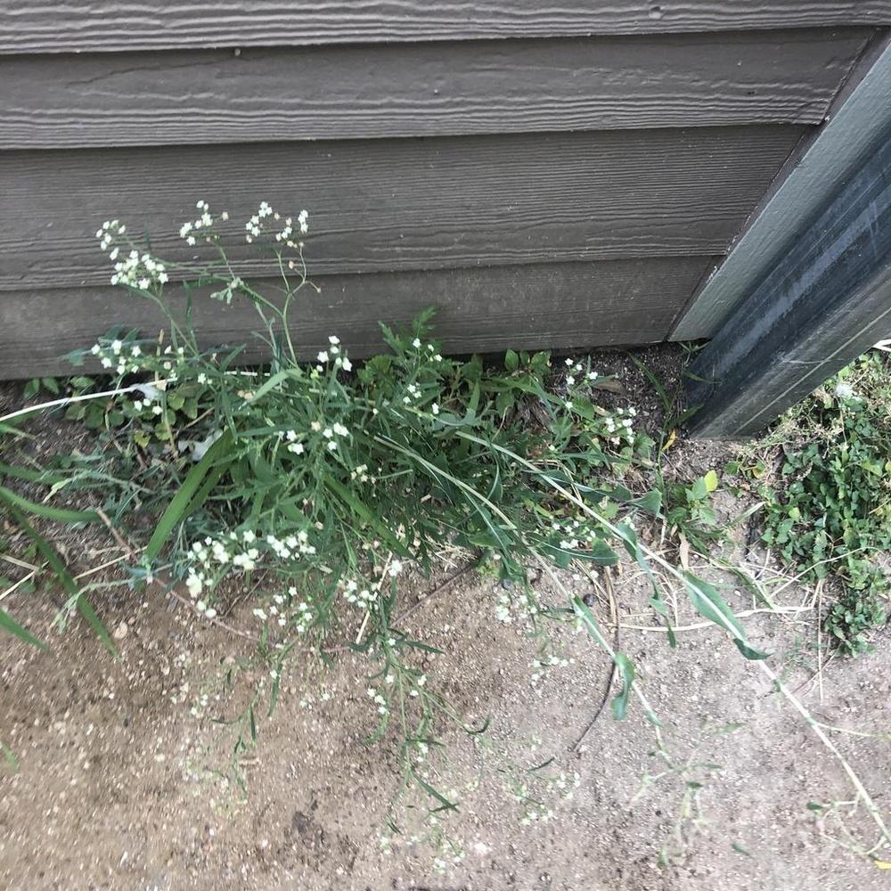 False Ragweed (Parthenium hysterophorus) - Garden.org