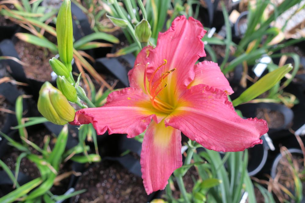 Daylily (Hemerocallis 'Raspberry Lehi') in the Daylilies Database ...