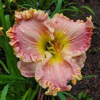 Photo of the bloom of Daylily (Hemerocallis 'Ruth Watkins Davidson ...