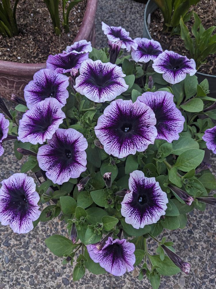 Photo of the entire plant of Petunia Headliner™ Blackberry Vein posted ...
