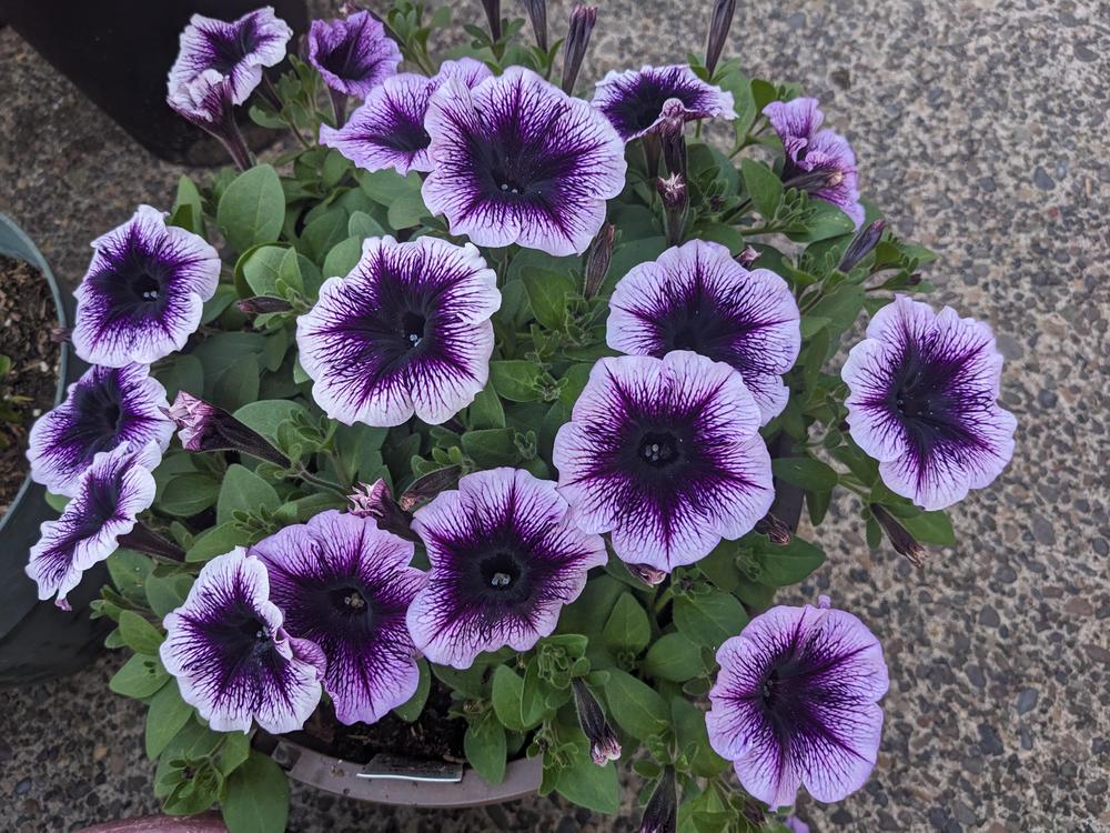 Photo of the bloom of Petunia Headliner™ Blackberry Vein posted by Joy ...