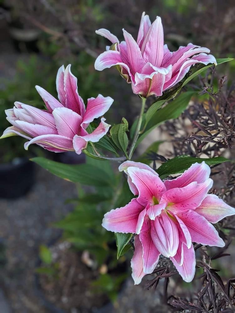 Photo of the bloom of Lily (Lilium Roselily Natalia) posted by Joy ...