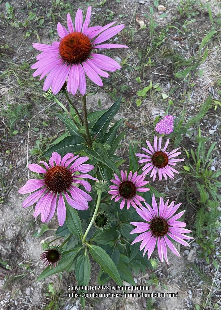 Photo of the entire plant of Purple Coneflower (Echinacea purpurea ...